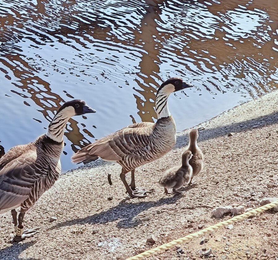 Photo of the Day: Baby Nene out and about | News, Sports, Jobs - Maui News